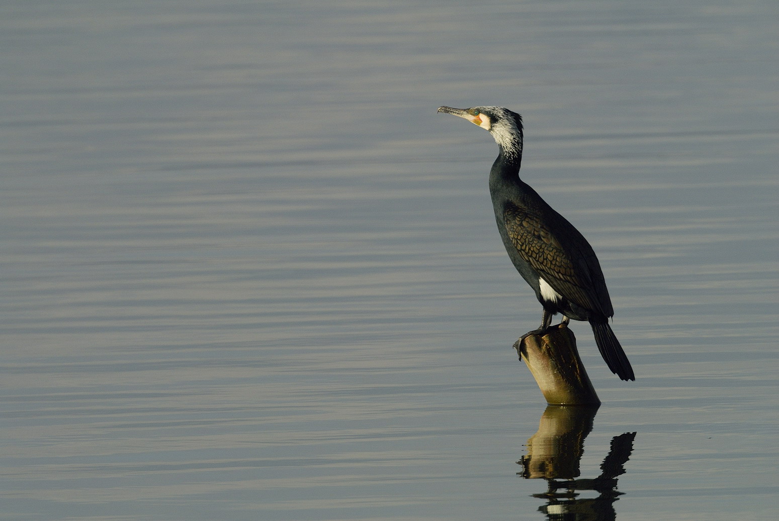 Laguna del Calich ad Alghero: il parco naturale in Sardegna e la sua fauna