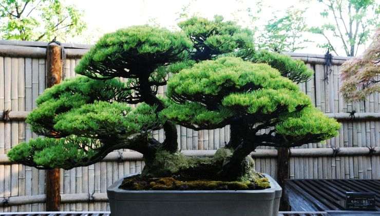 Perché ogni bonsai che compri perde le foglie e muore quando lo porti a ... Perché ogni bonsai che compri perde le foglie e muore quando lo porti a ...